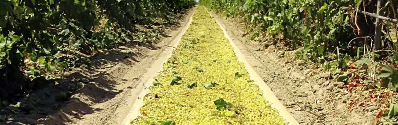 Sun Valley Raisins Inc.