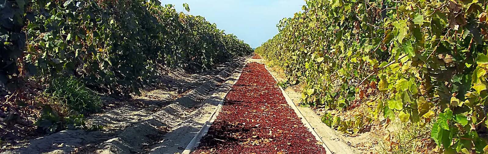 Sun Valley Raisins Inc.